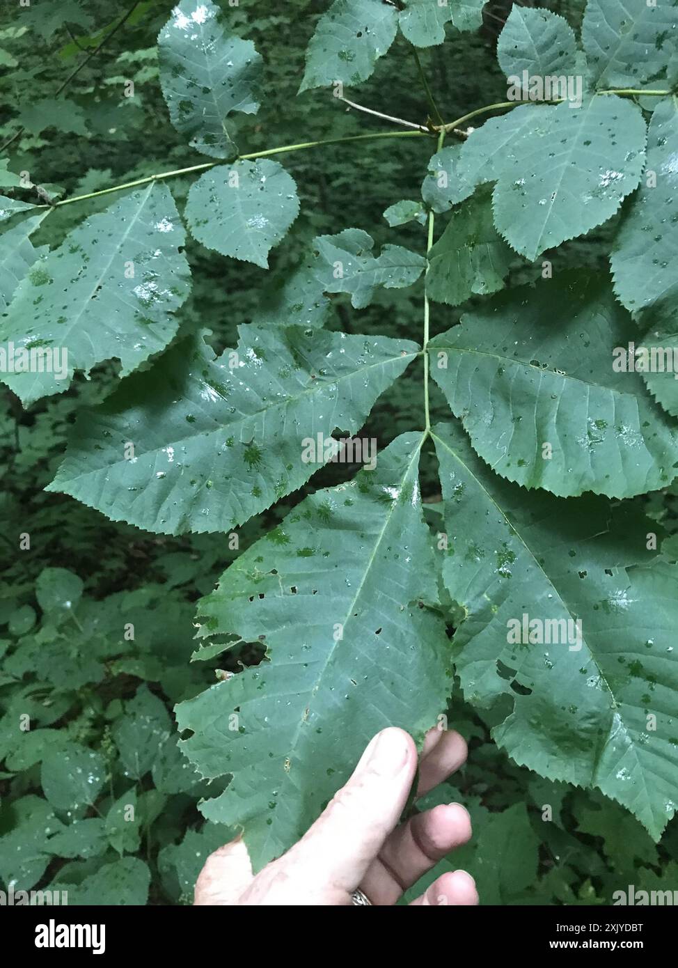 bitternut hickory (Carya cordiformis) Plantae Stock Photo - Alamy