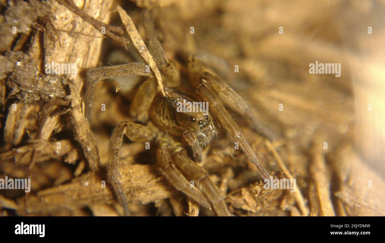 Rustic Wolf Spider (Trochosa ruricola) Arachnida Stock Photo - Alamy