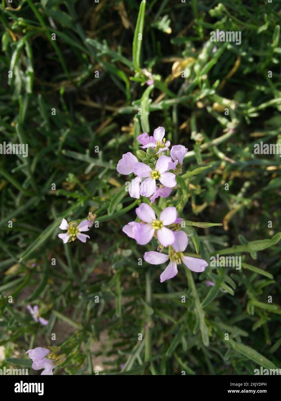 European Searocket (Cakile maritima) Plantae Stock Photo - Alamy