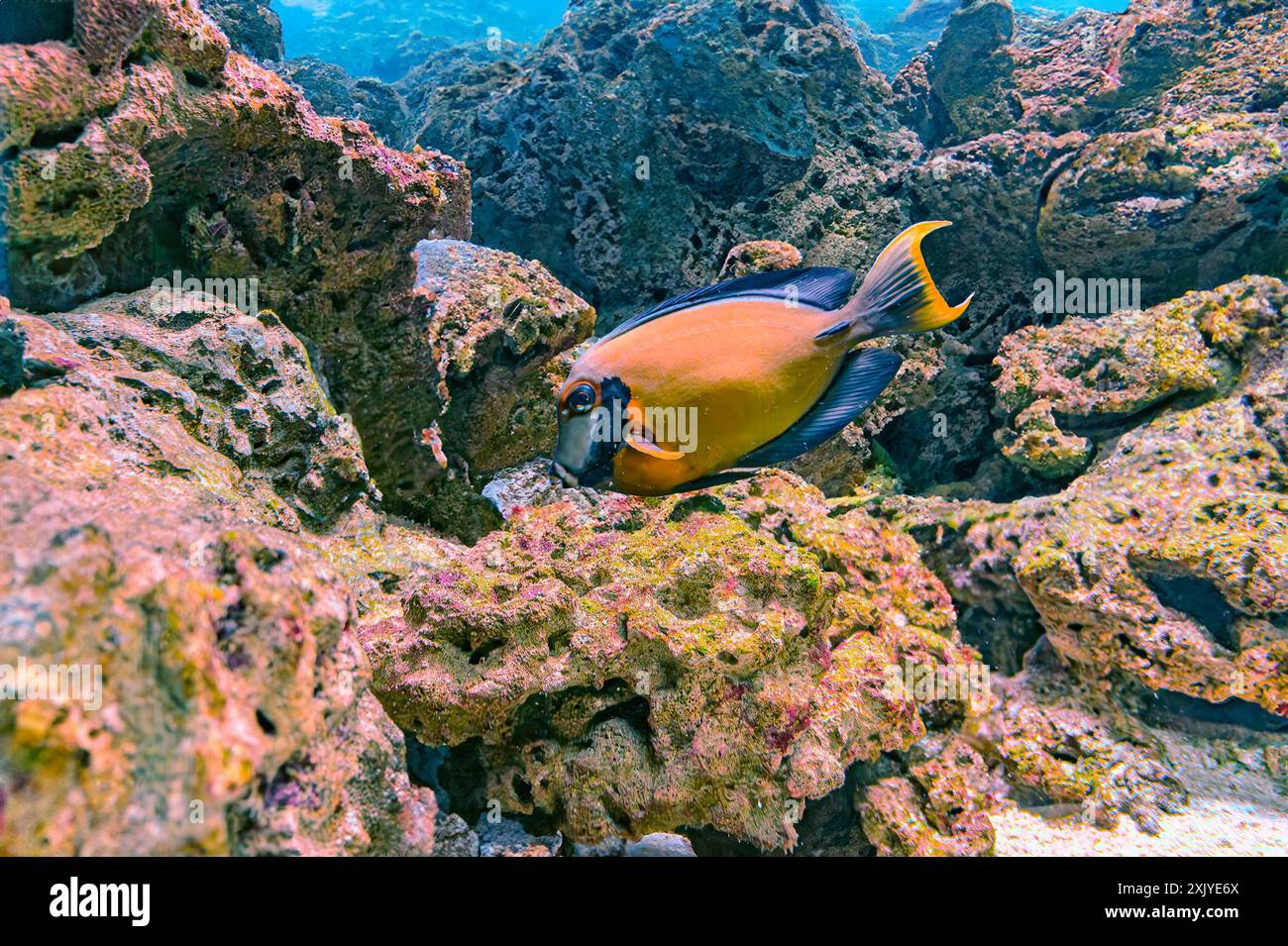 Animals of the underwater sea world. Ecosystem. Colorful tropical fish ...