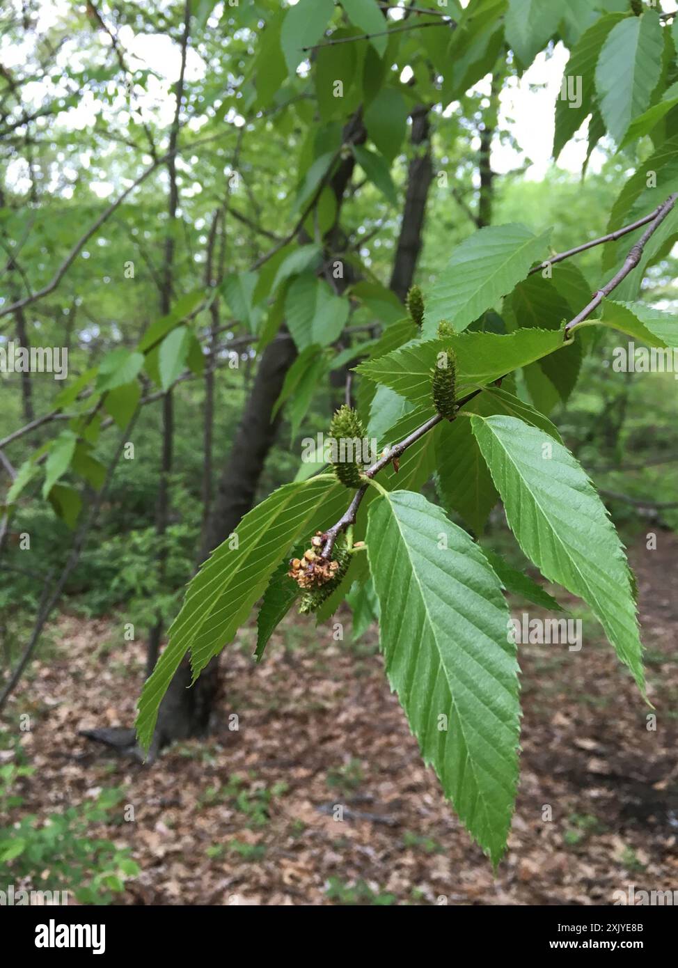 sweet birch (Betula lenta) Plantae Stock Photo - Alamy