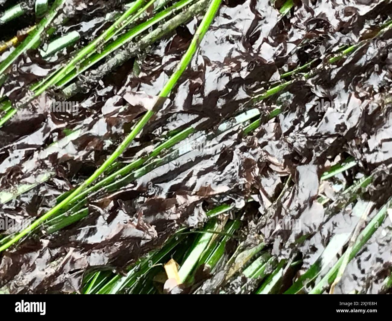 seagrass laver (Smithora naiadum) Plantae Stock Photo - Alamy