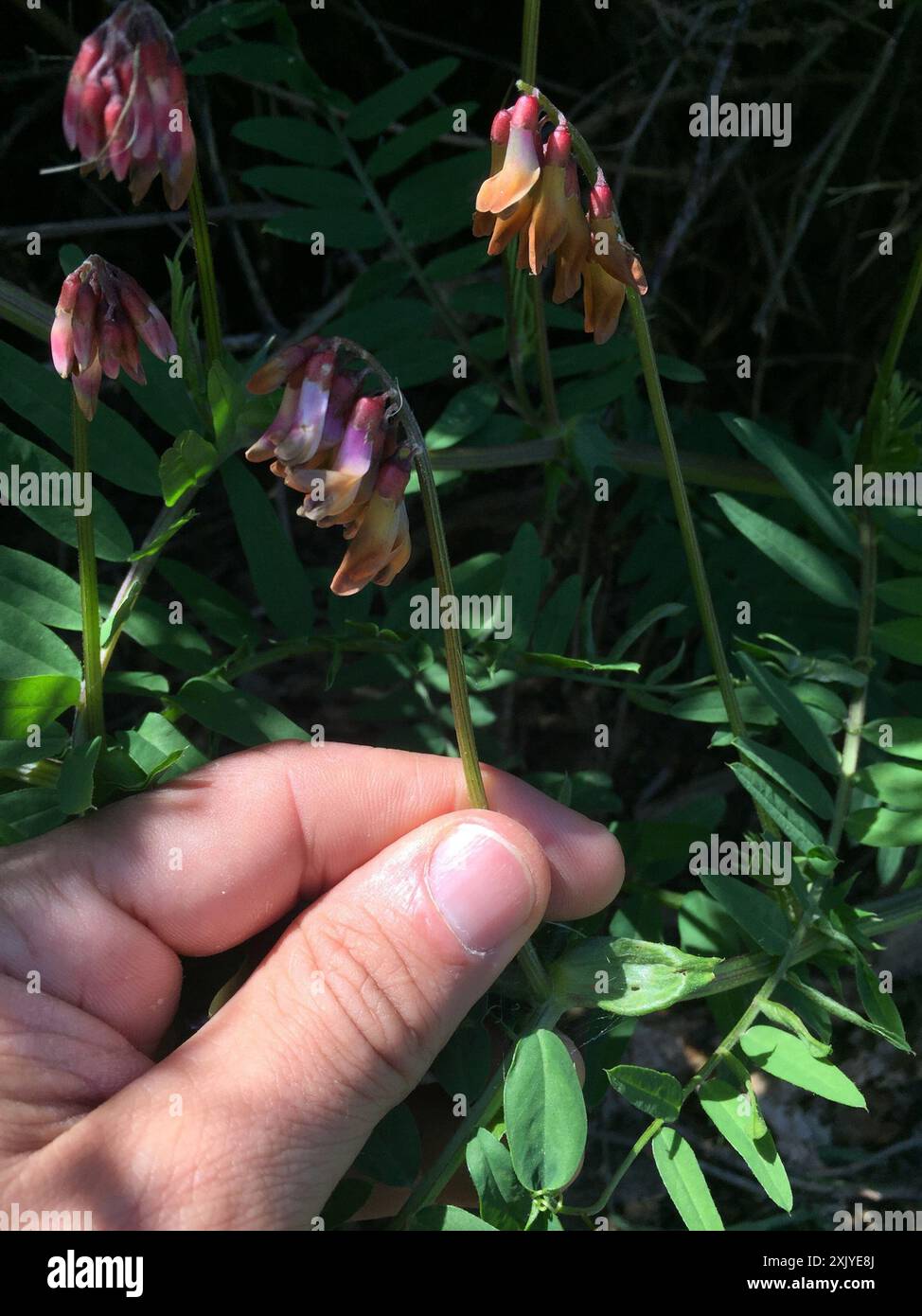 giant vetch (Vicia gigantea) Plantae Stock Photo - Alamy