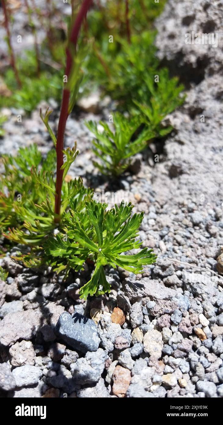 Partridgefoot (Luetkea pectinata) Plantae Stock Photo - Alamy
