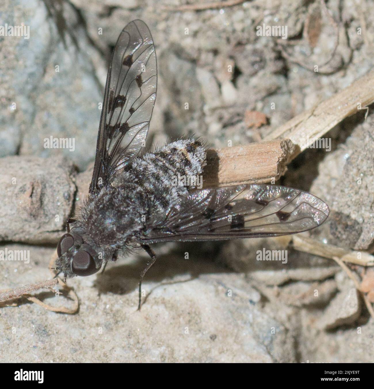 Charcoal Bee Flies (Anthrax) Insecta Stock Photo - Alamy