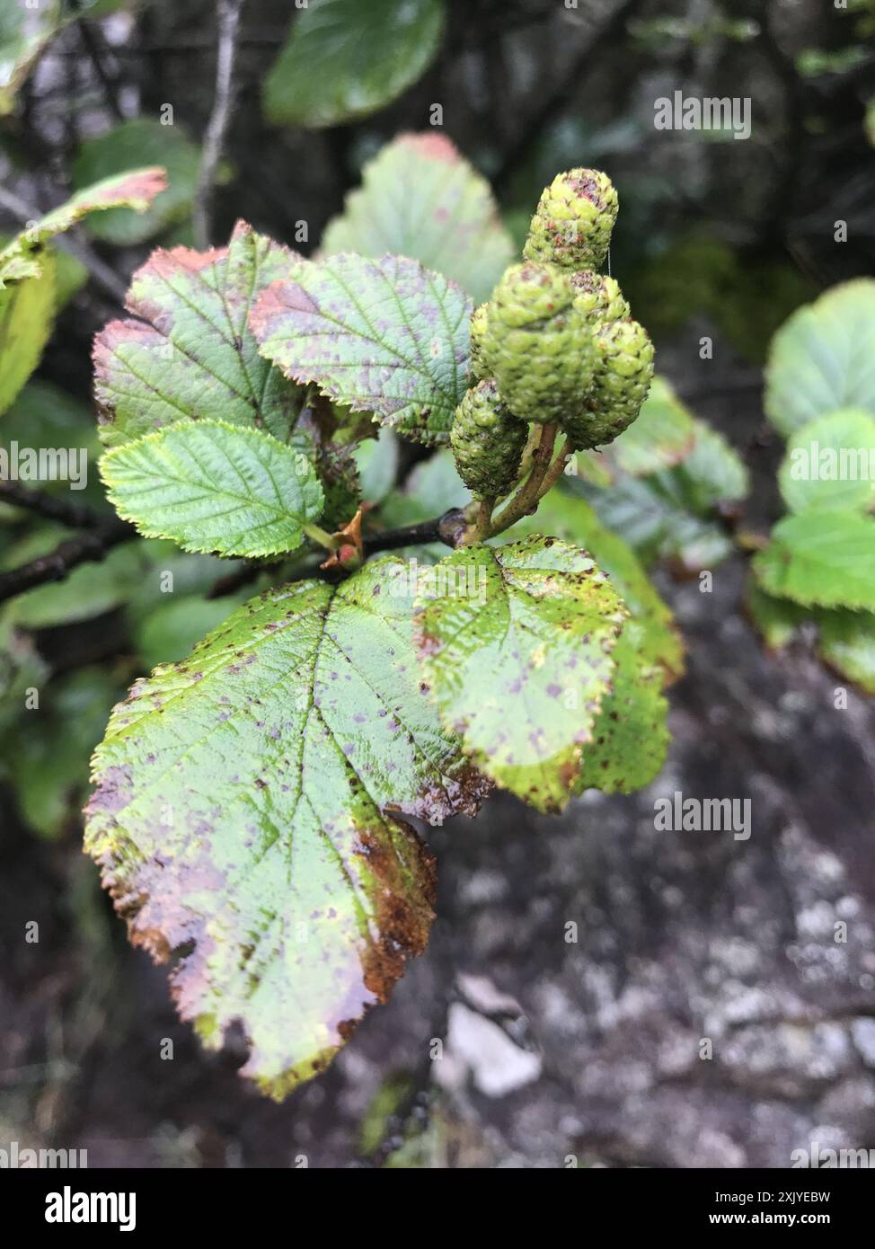 green alder (Alnus alnobetula) Plantae Stock Photo - Alamy