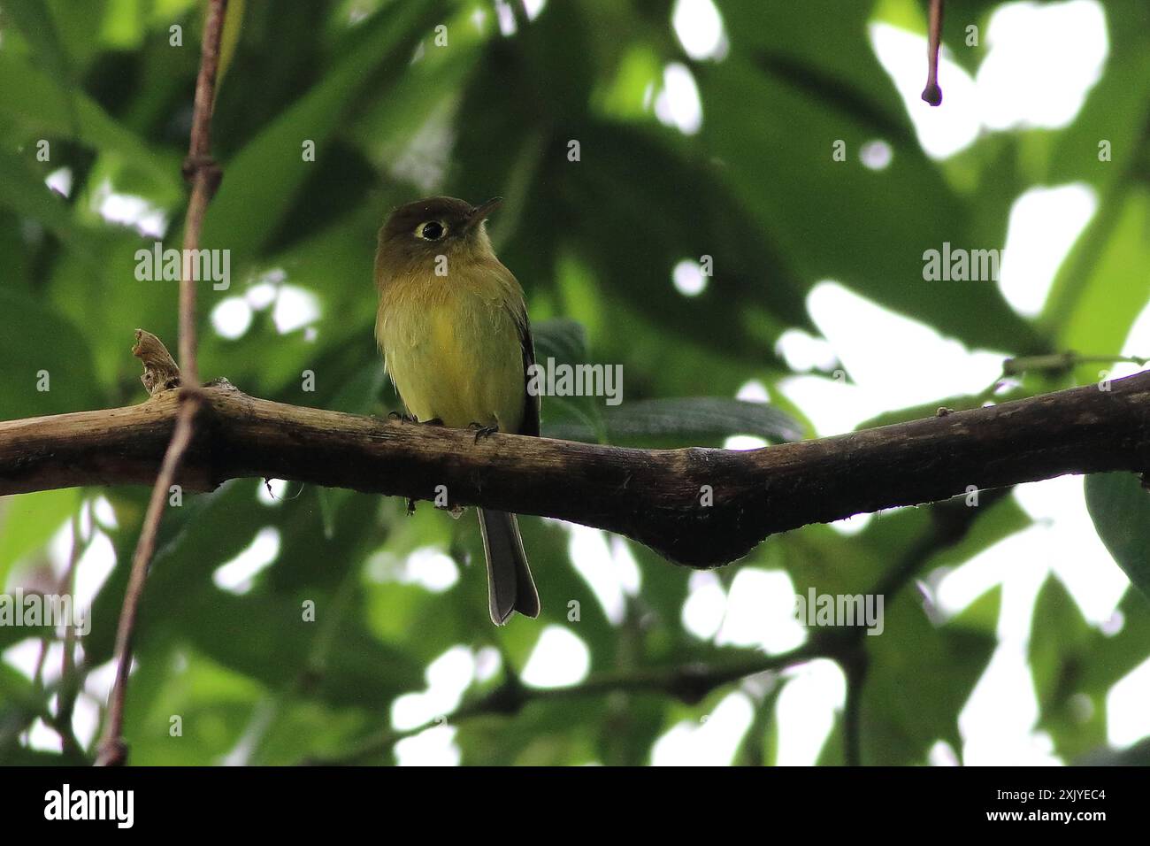 Yellowish flycatcher empidonax flavescens hi-res stock photography and ...