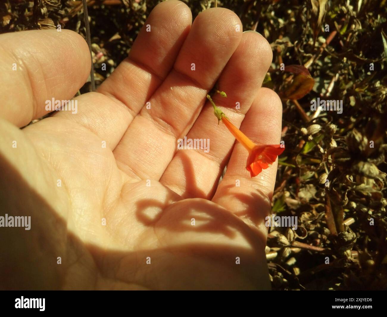 red morning glory (Ipomoea coccinea) Plantae Stock Photo - Alamy