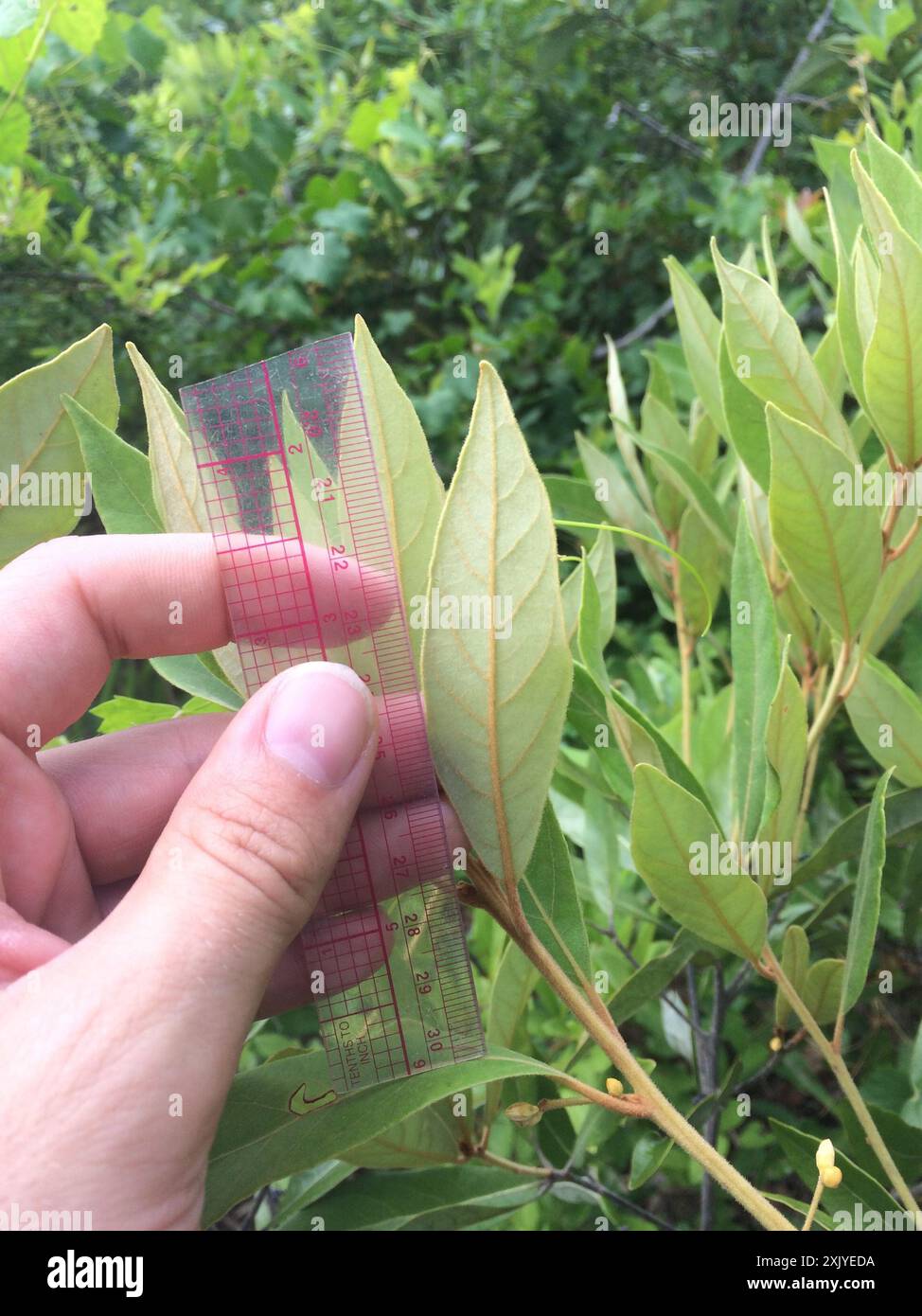 Swamp Bay (Persea palustris) Plantae Stock Photo - Alamy