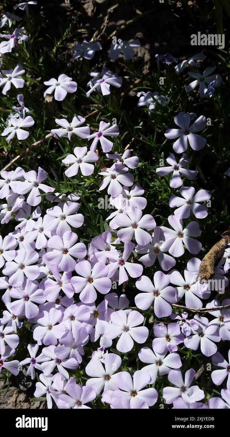 spreading phlox (Phlox diffusa) Plantae Stock Photo - Alamy