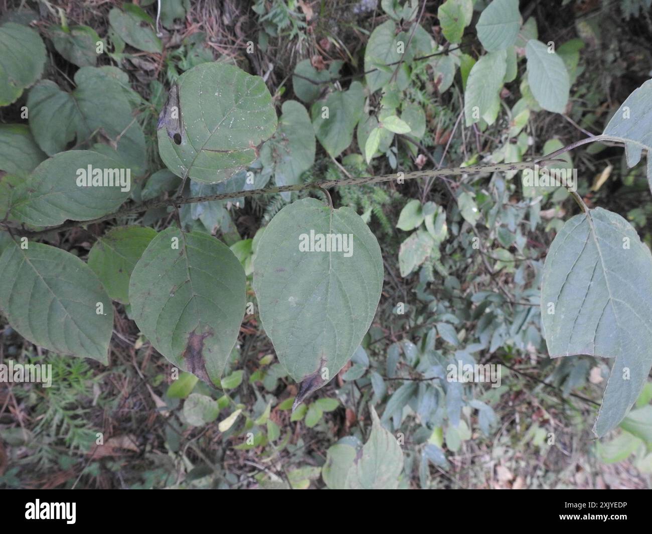 Round-leaved Dogwood (Cornus rugosa) Plantae Stock Photo - Alamy