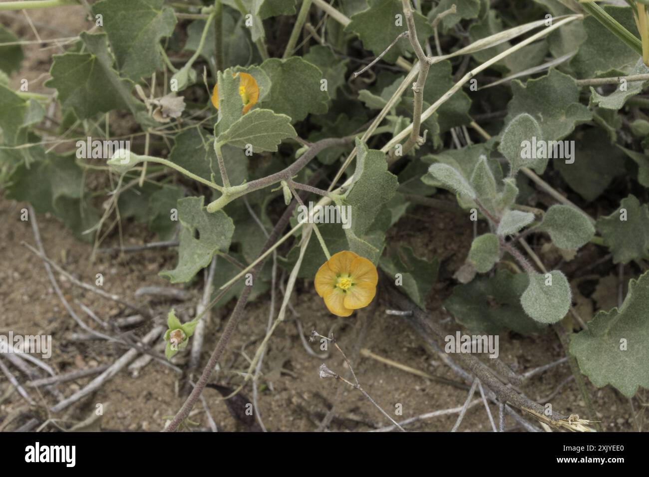 Indian mallows (Abutilon) Plantae Stock Photo - Alamy