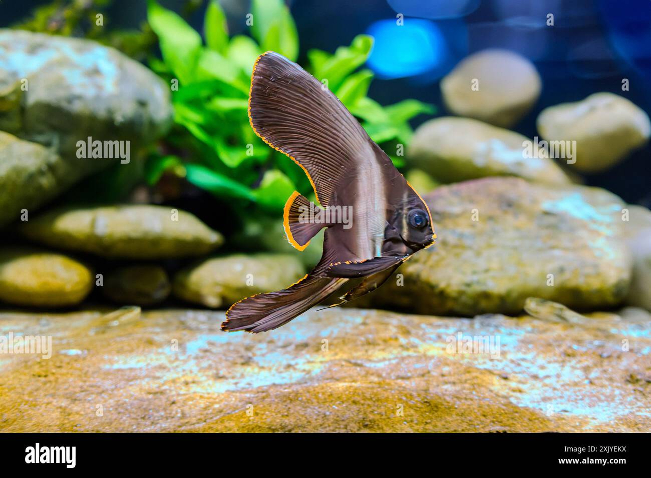 juvenile Platax pinnatus, also known as the pinnate spadefish, pinnate ...