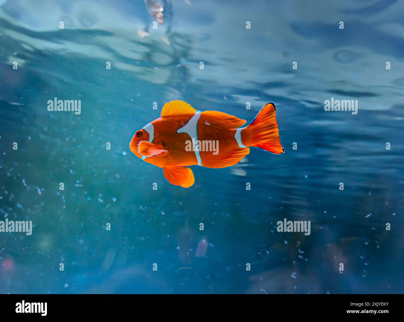 Clown Anemonefish, Amphiprion percula, swimming among the tentacles of ...