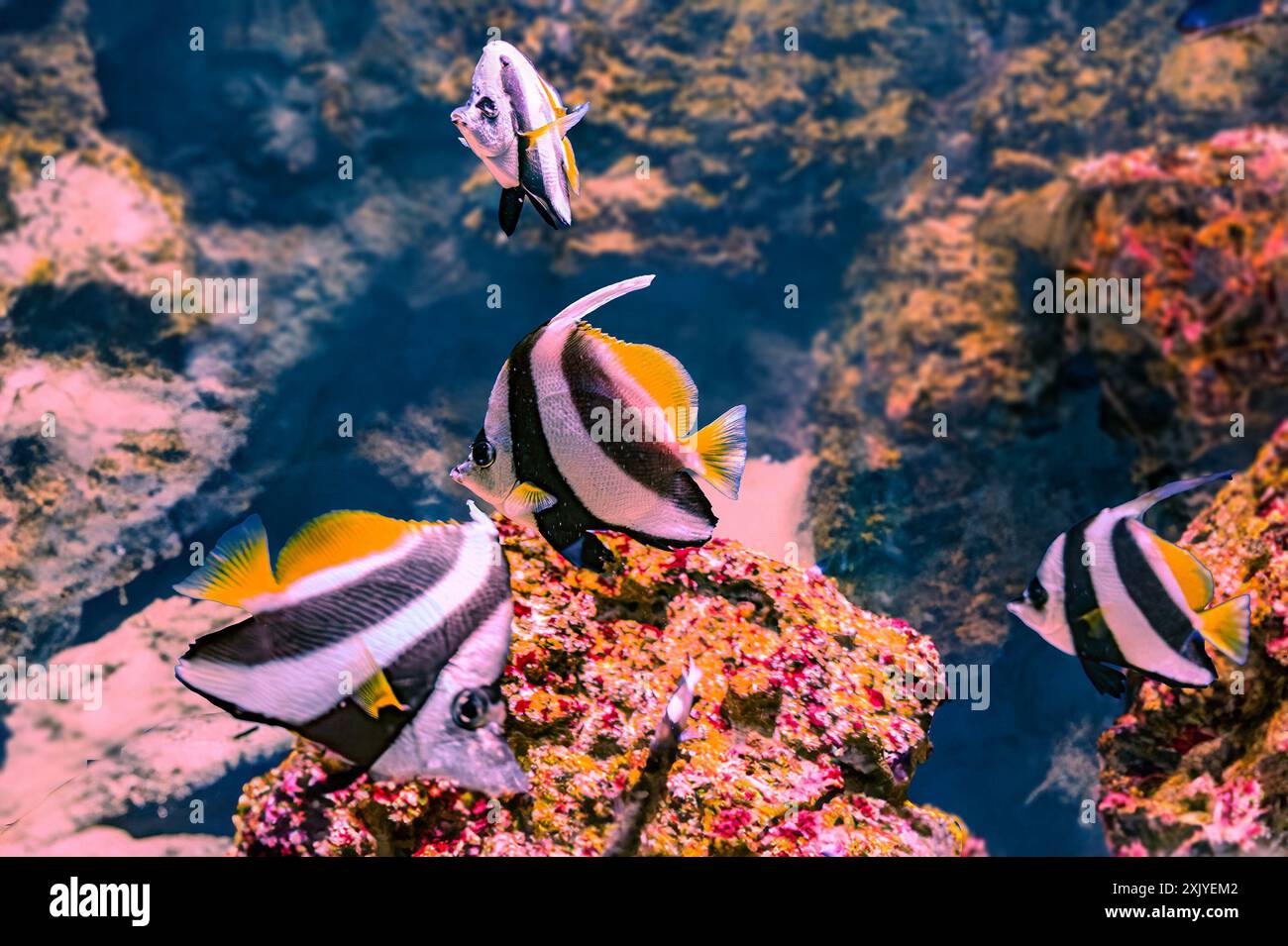 The pennant coralfish Heniochus acuminatus, also known as the longfin ...