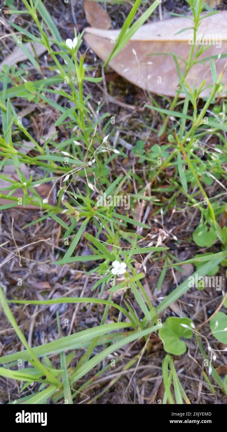 Rust Weed (Polypremum procumbens) Plantae Stock Photo - Alamy