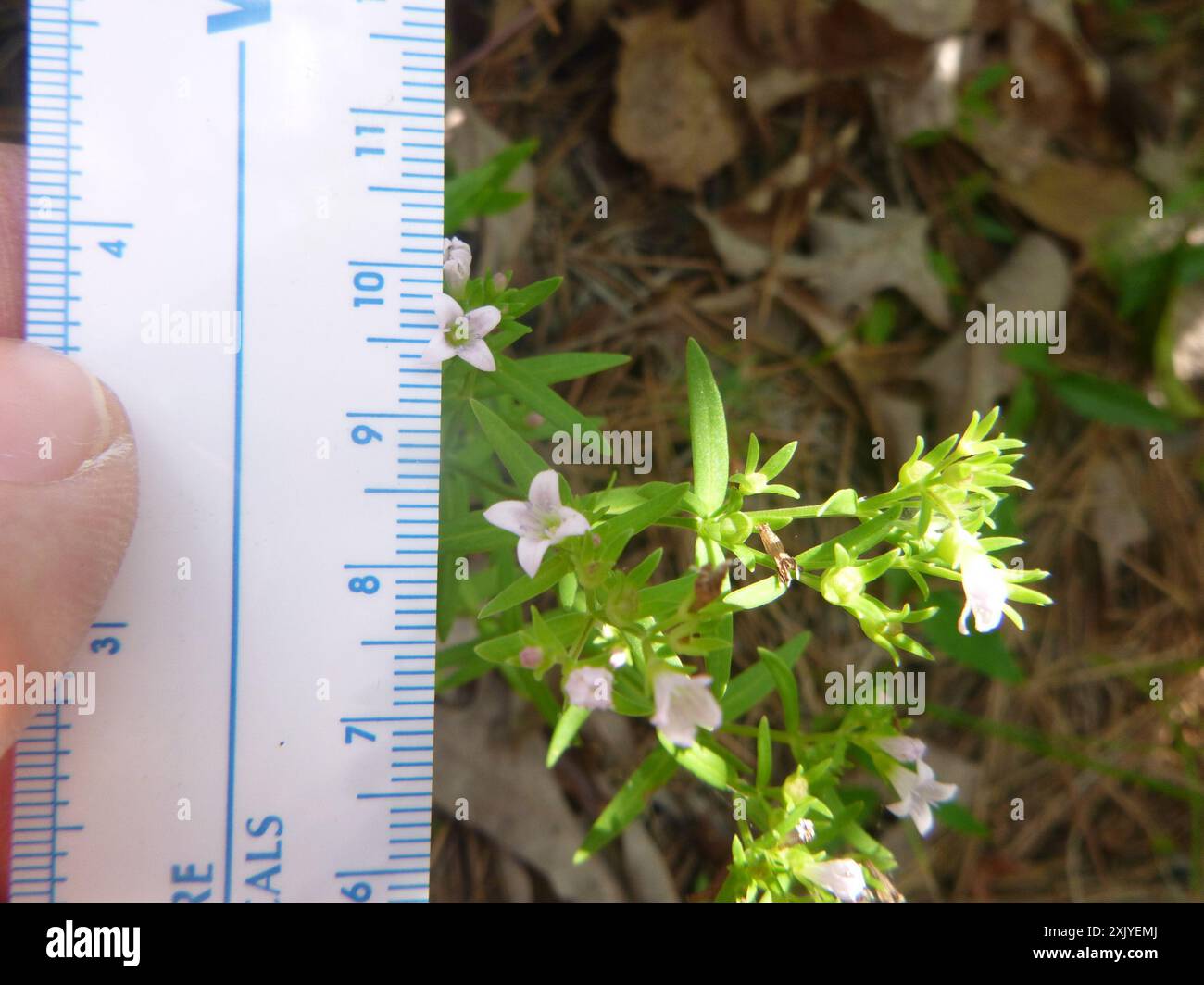 long-leaved bluets (Houstonia longifolia) Plantae Stock Photo - Alamy