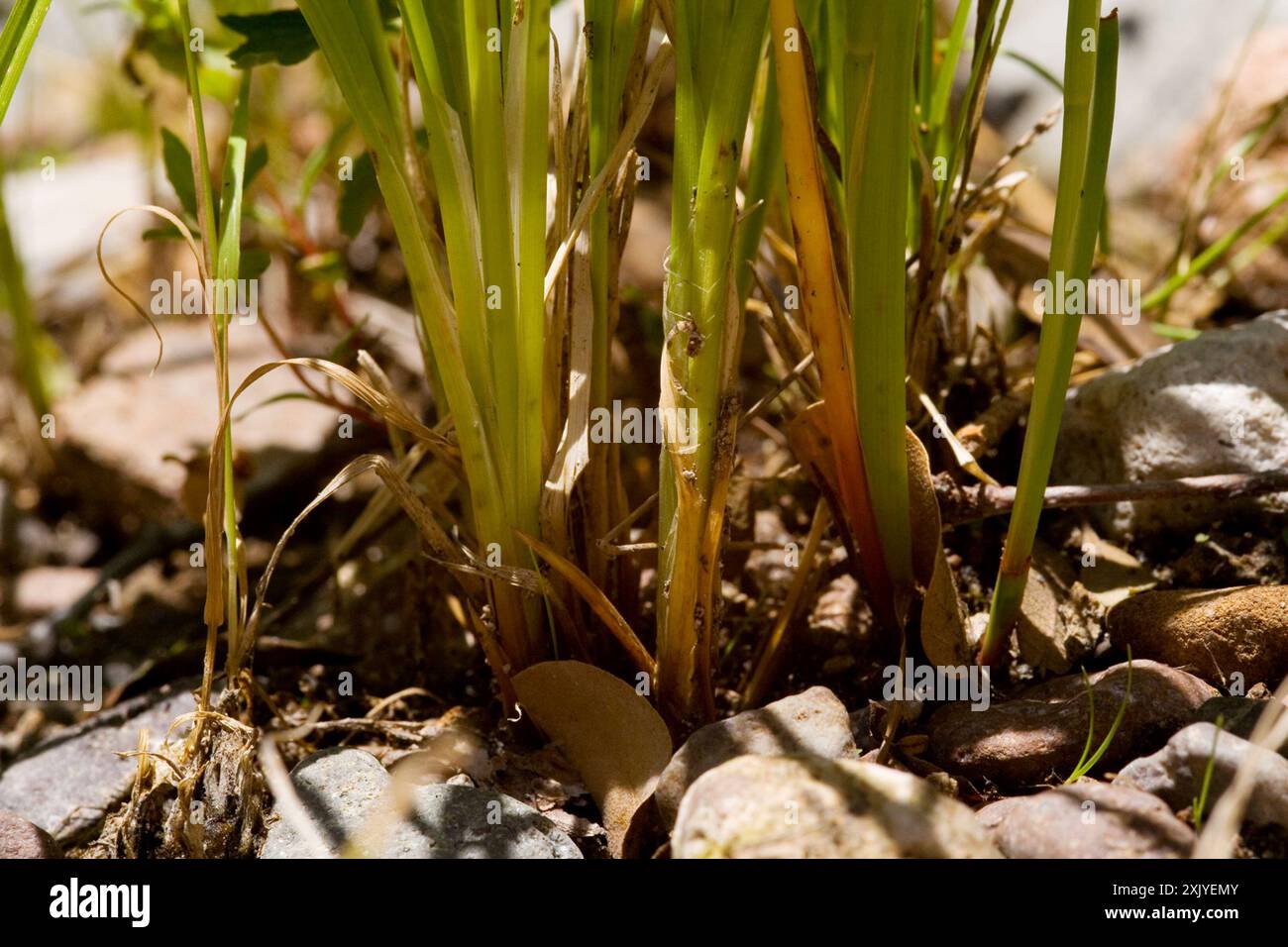 dagger rush (Juncus ensifolius) Plantae Stock Photo - Alamy