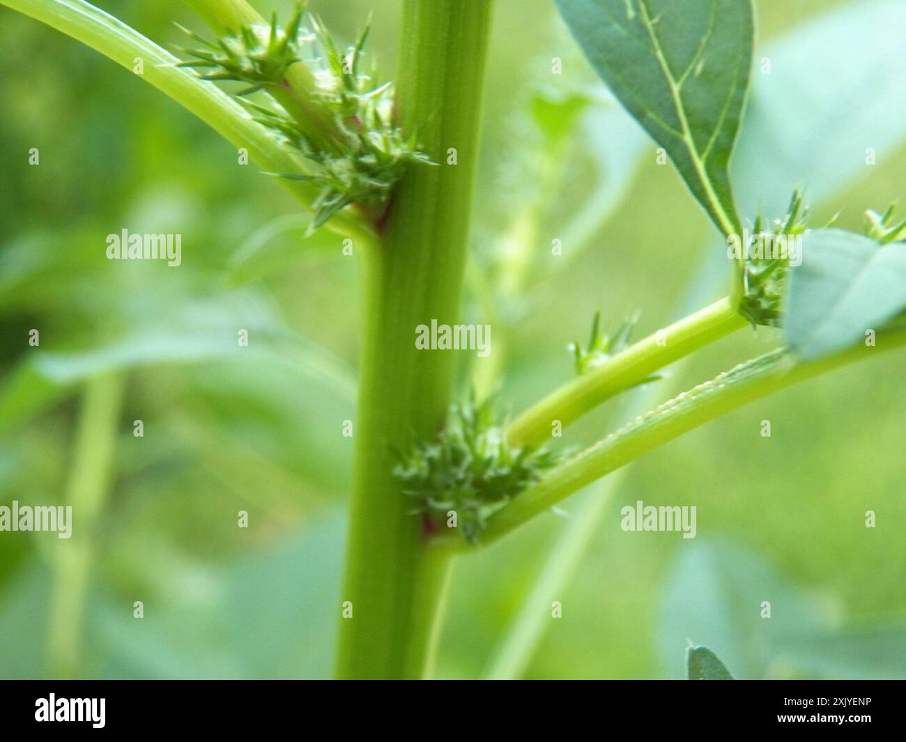 Palmer's Amaranth (Amaranthus palmeri) Plantae Stock Photo - Alamy