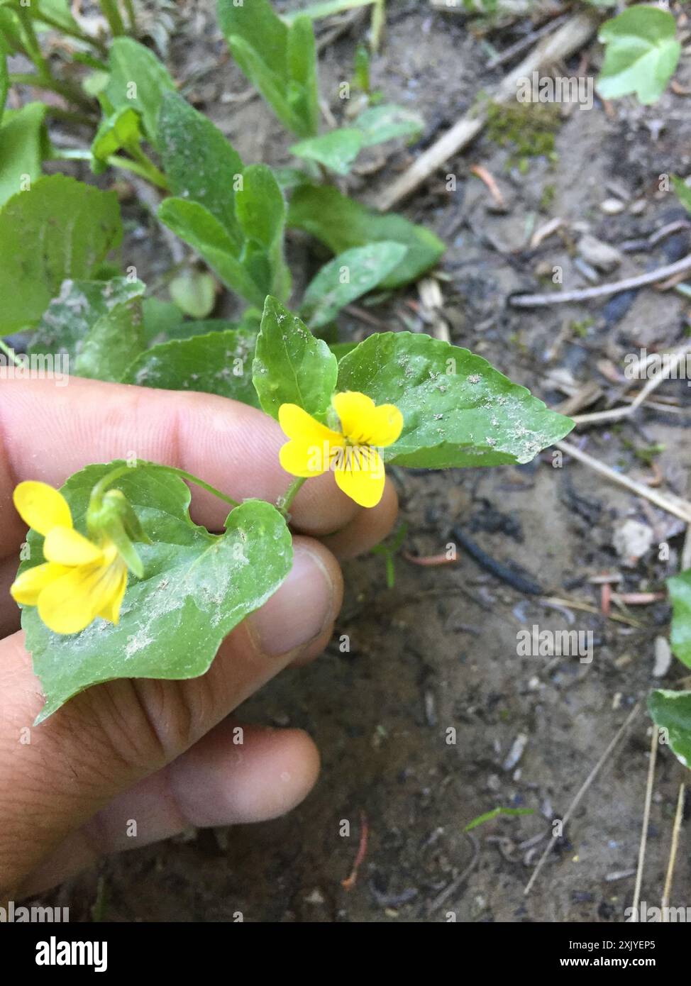 stream violet (Viola glabella) Plantae Stock Photo - Alamy