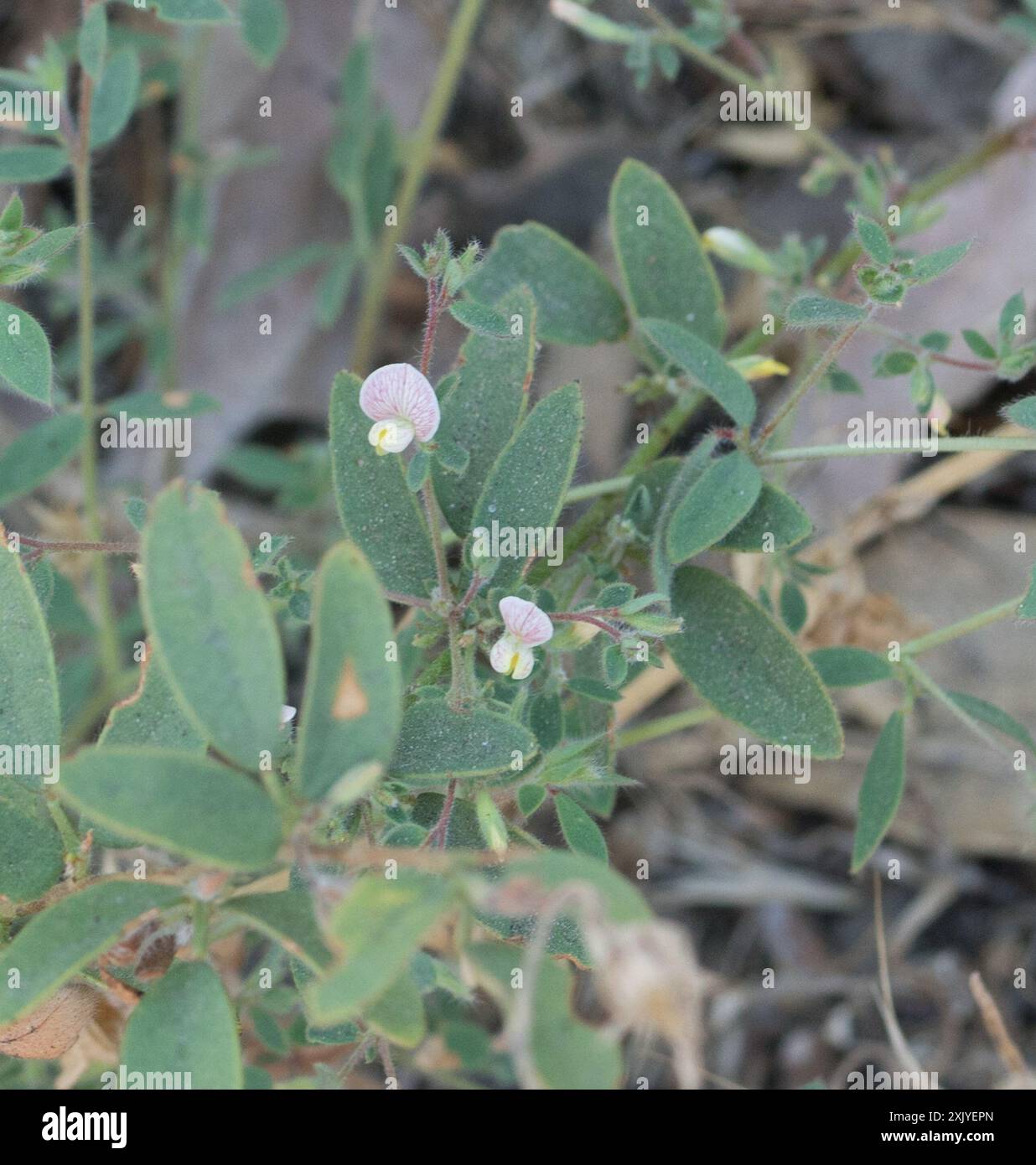 Spanish clover (Acmispon americanus) Plantae Stock Photo - Alamy