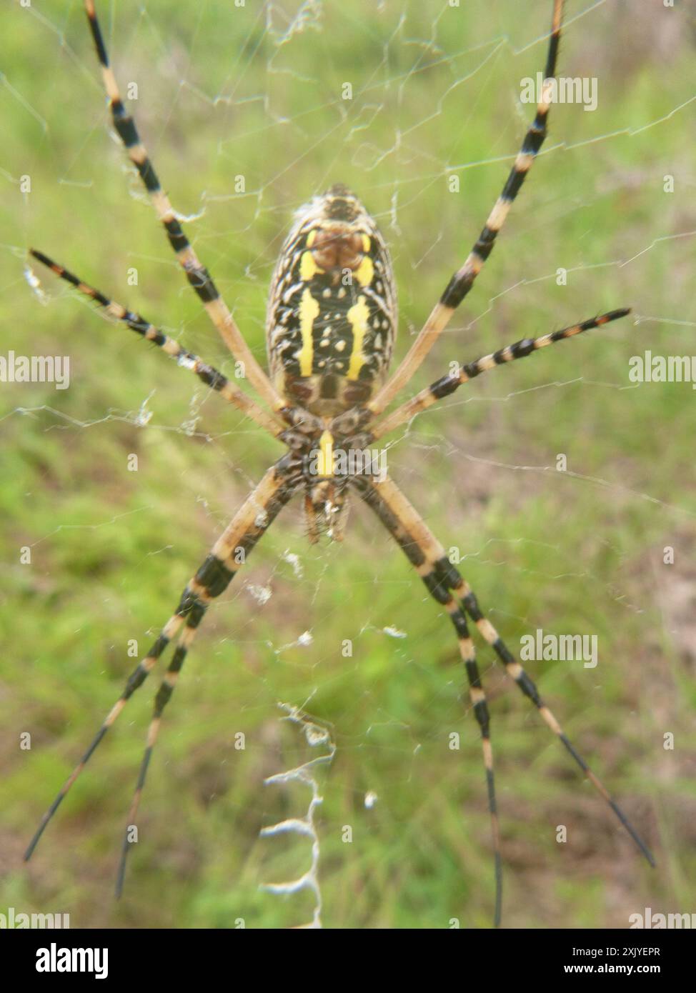 Yellow Garden Spider (Argiope aurantia) Arachnida Stock Photo - Alamy