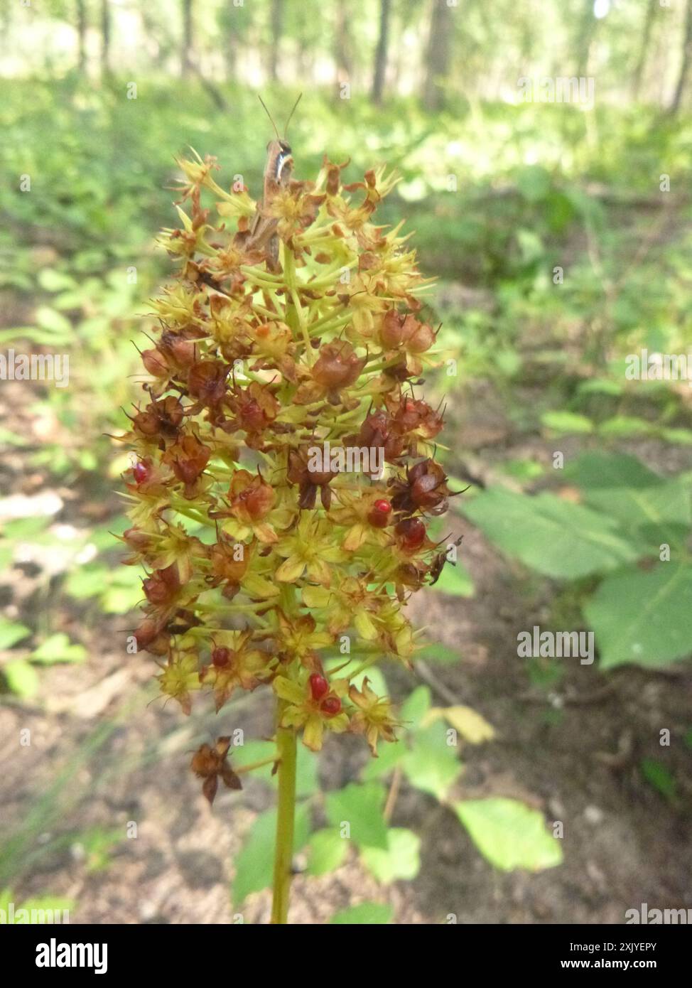 fly poison (Amianthium muscitoxicum) Plantae Stock Photo - Alamy