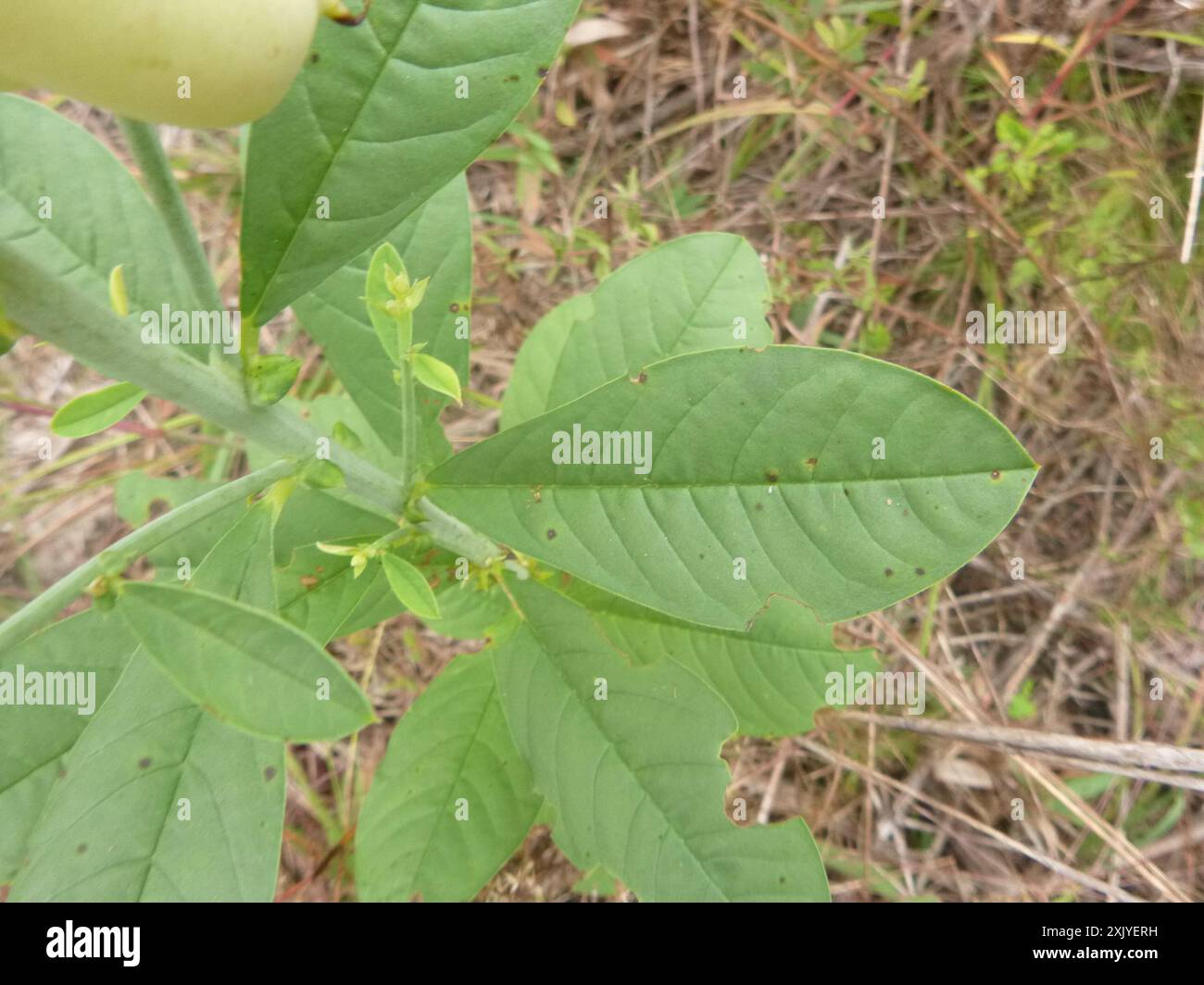 Showy Rattlebox (Crotalaria spectabilis) Plantae Stock Photo - Alamy