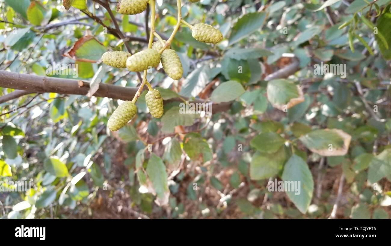 white alder (Alnus rhombifolia) Plantae Stock Photo - Alamy