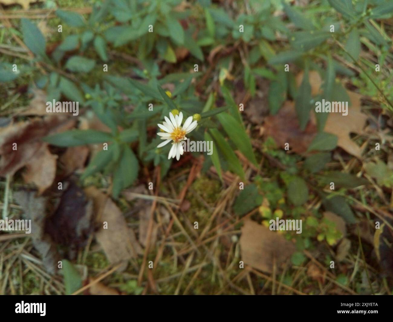 American asters (Symphyotrichum) Plantae Stock Photo - Alamy