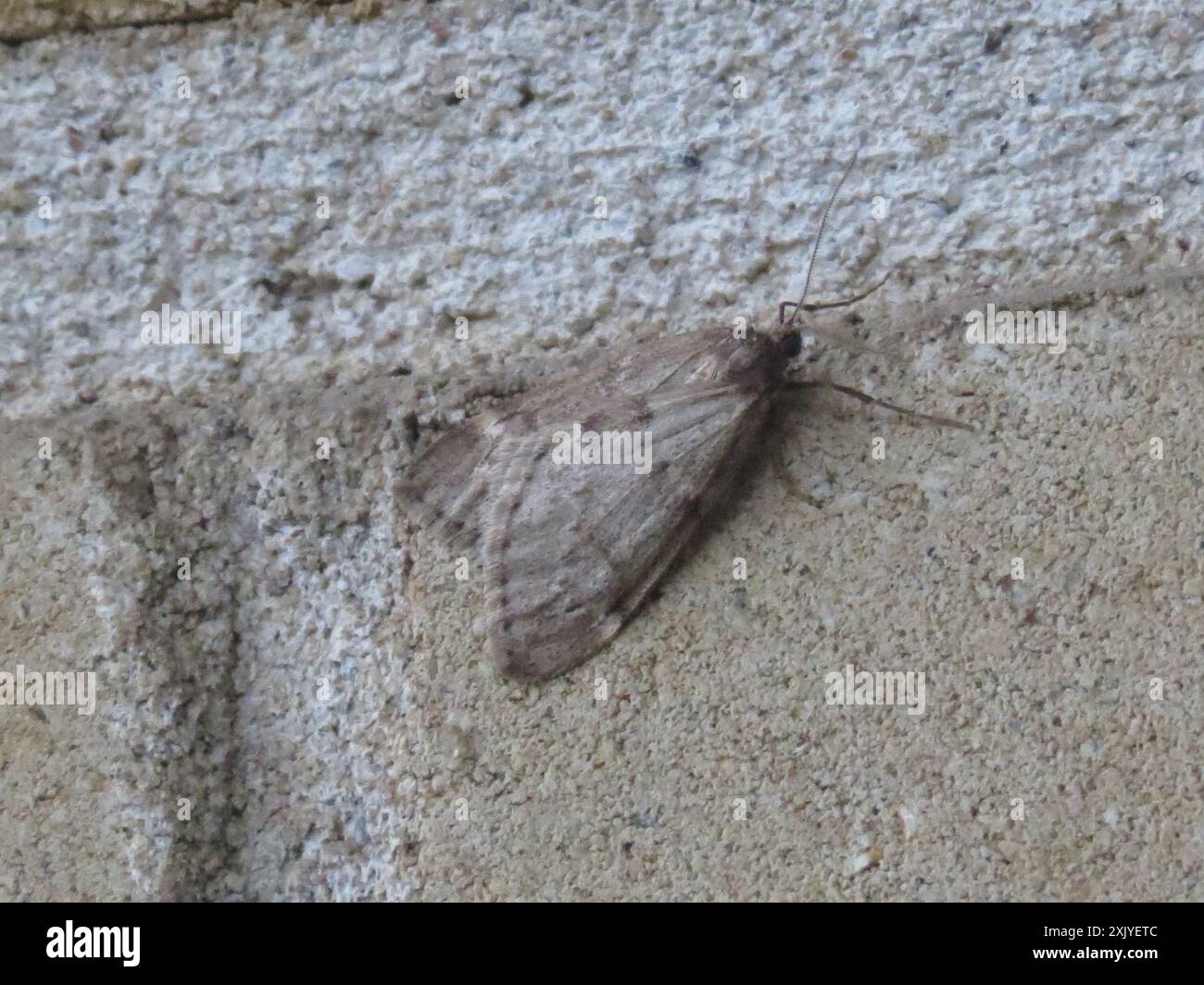 Fall Cankerworm Moth (Alsophila pometaria) Insecta Stock Photo - Alamy