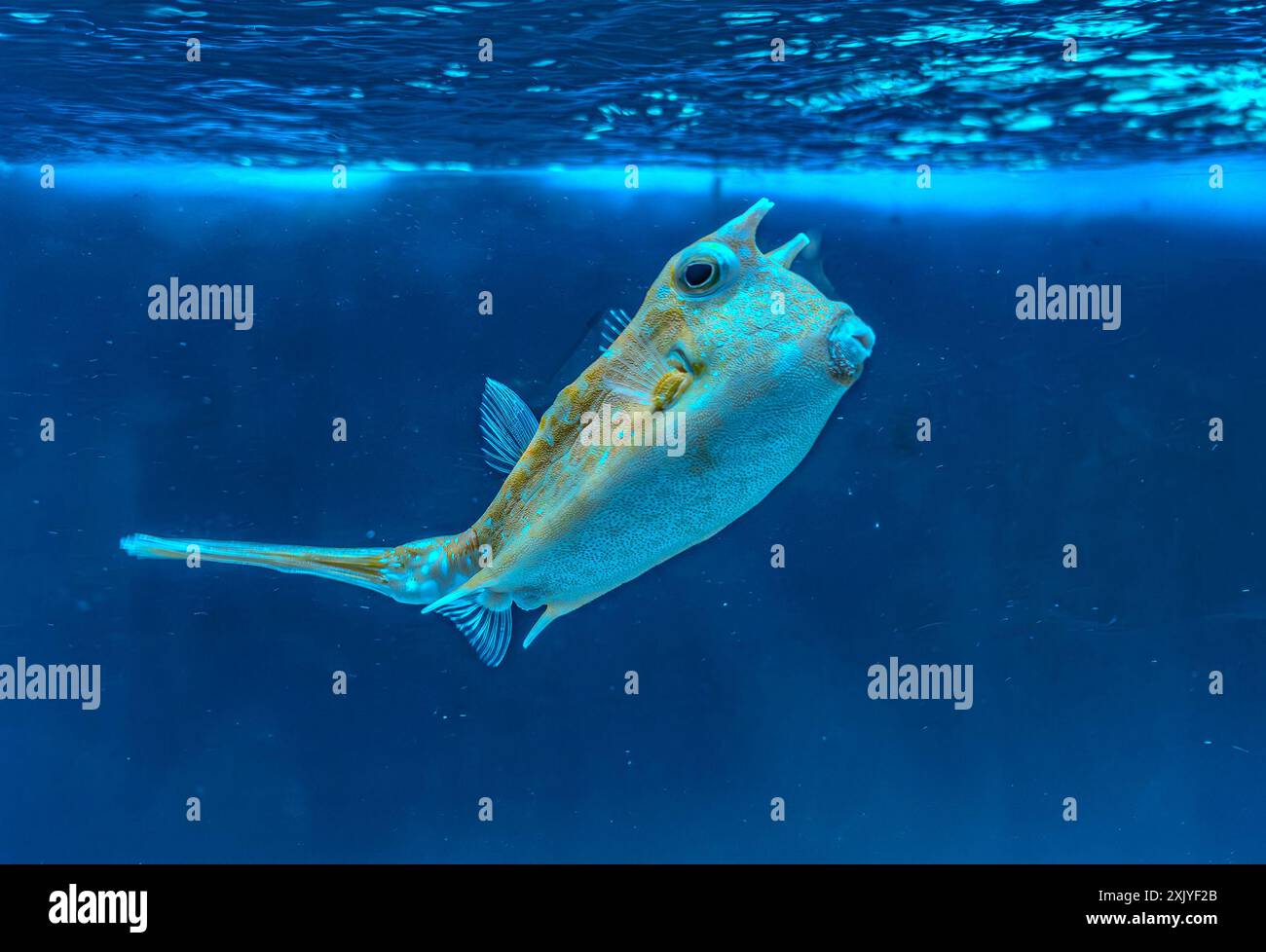Fish under water, yellow trunk cow fish: lactoria cornuta Stock Photo ...