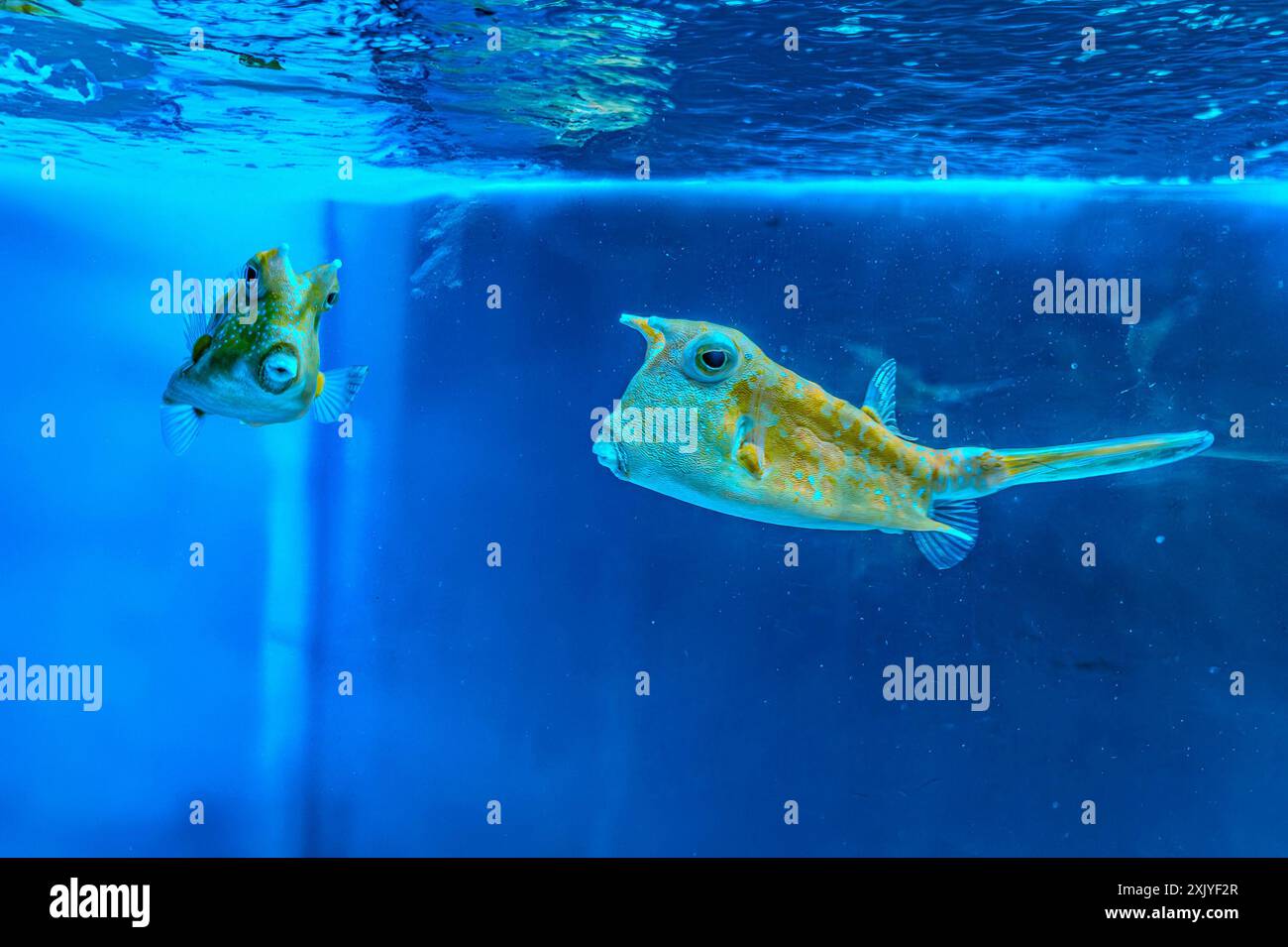 Fish under water, yellow trunk cow fish: lactoria cornuta Stock Photo ...