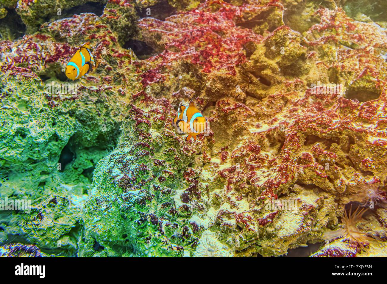 Animals of the underwater sea world. Ecosystem. Colorful tropical fish ...