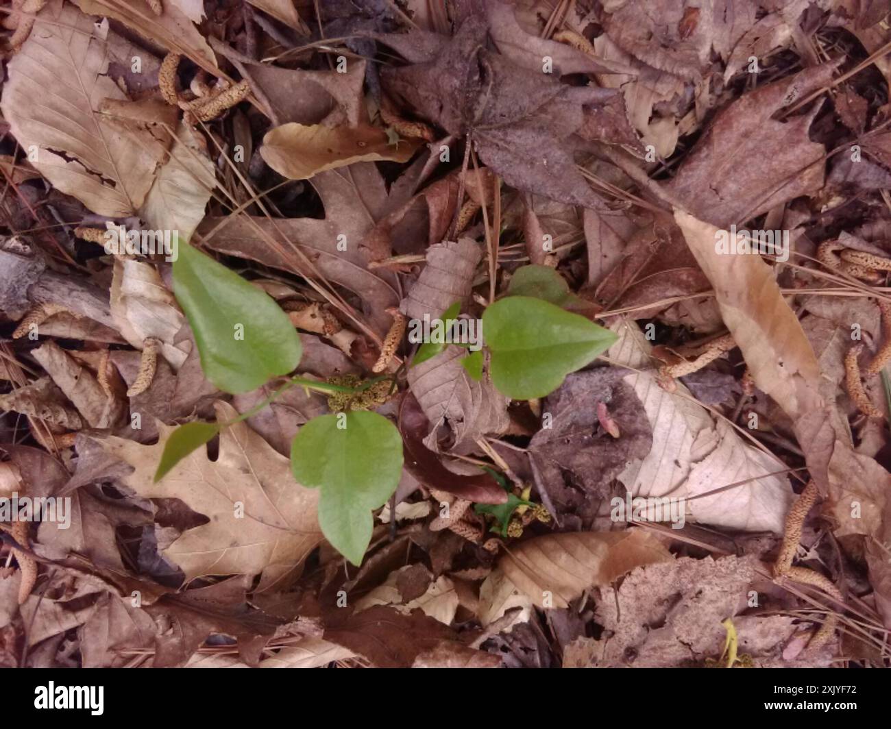 greenbriers (Smilax) Plantae Stock Photo - Alamy
