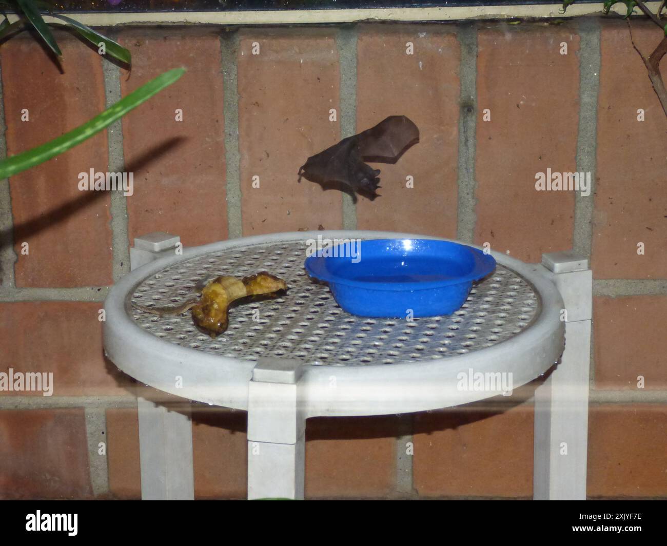 New world leaf nosed bats hi-res stock photography and images - Alamy