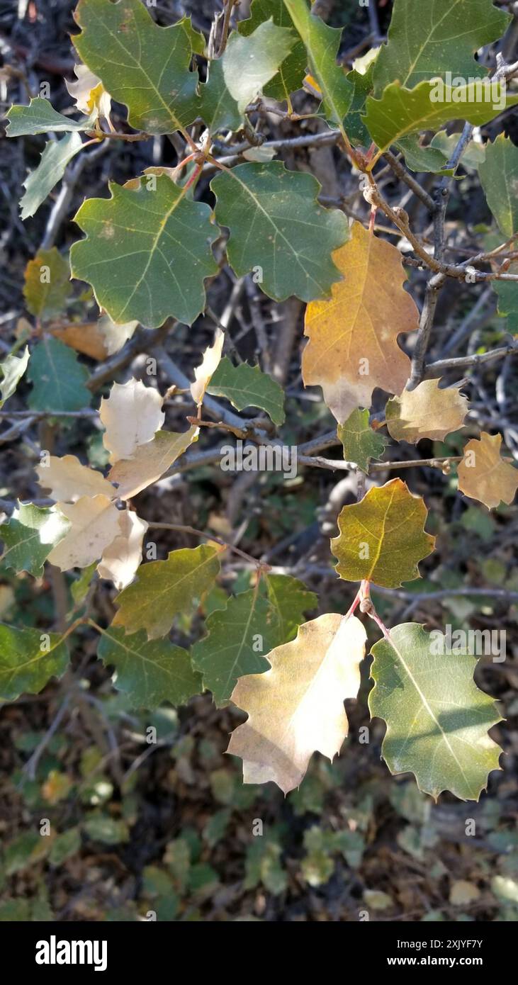 California black oak (Quercus kelloggii) Plantae Stock Photo - Alamy