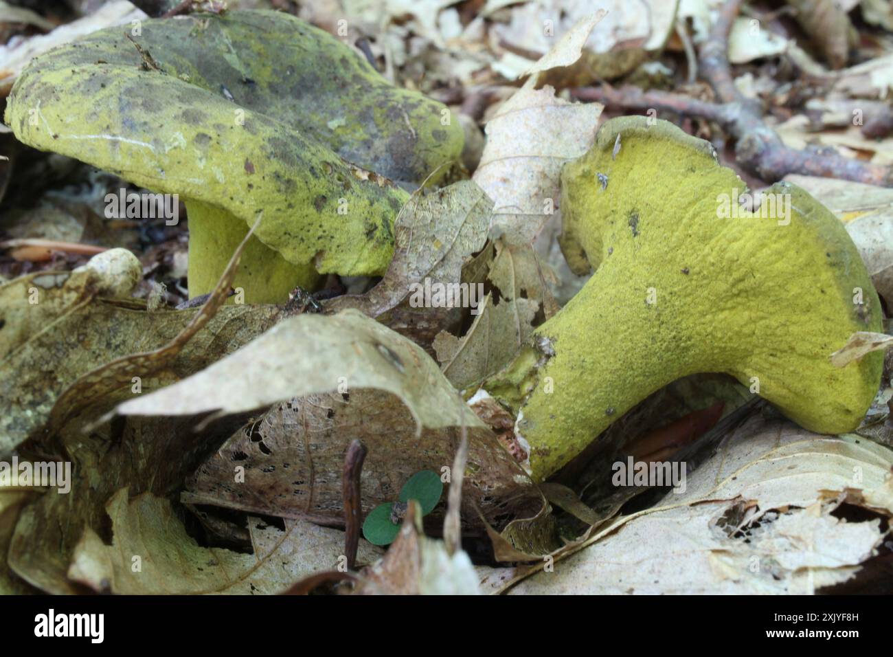 Yellow-green Russula Mold (Hypomyces luteovirens) Fungi Stock Photo - Alamy
