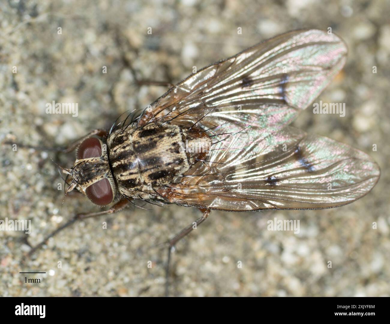 House Flies and Allies (Muscidae) Insecta Stock Photo - Alamy