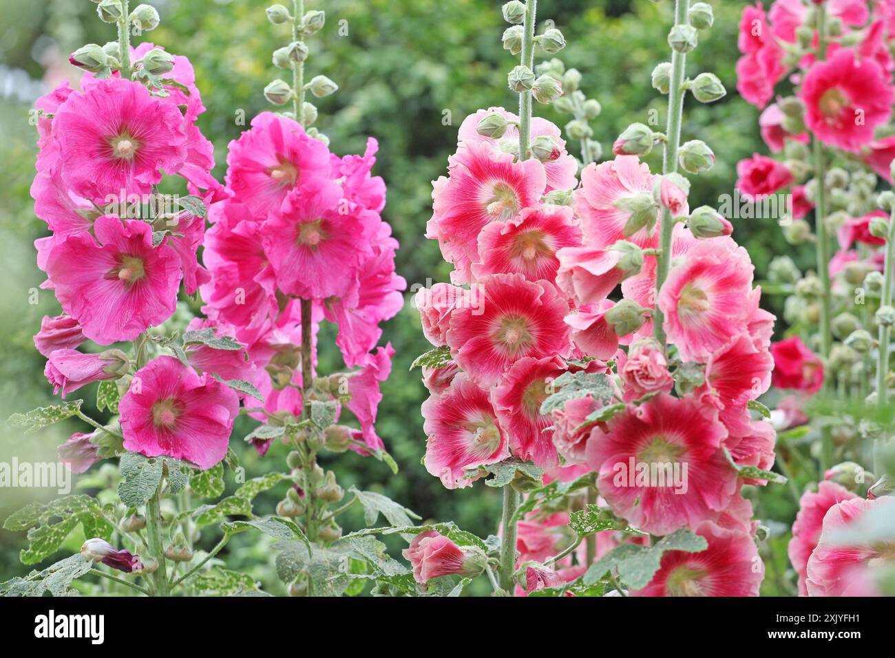 Pink Alcea rosea, or hollyhock, in flower Stock Photo - Alamy