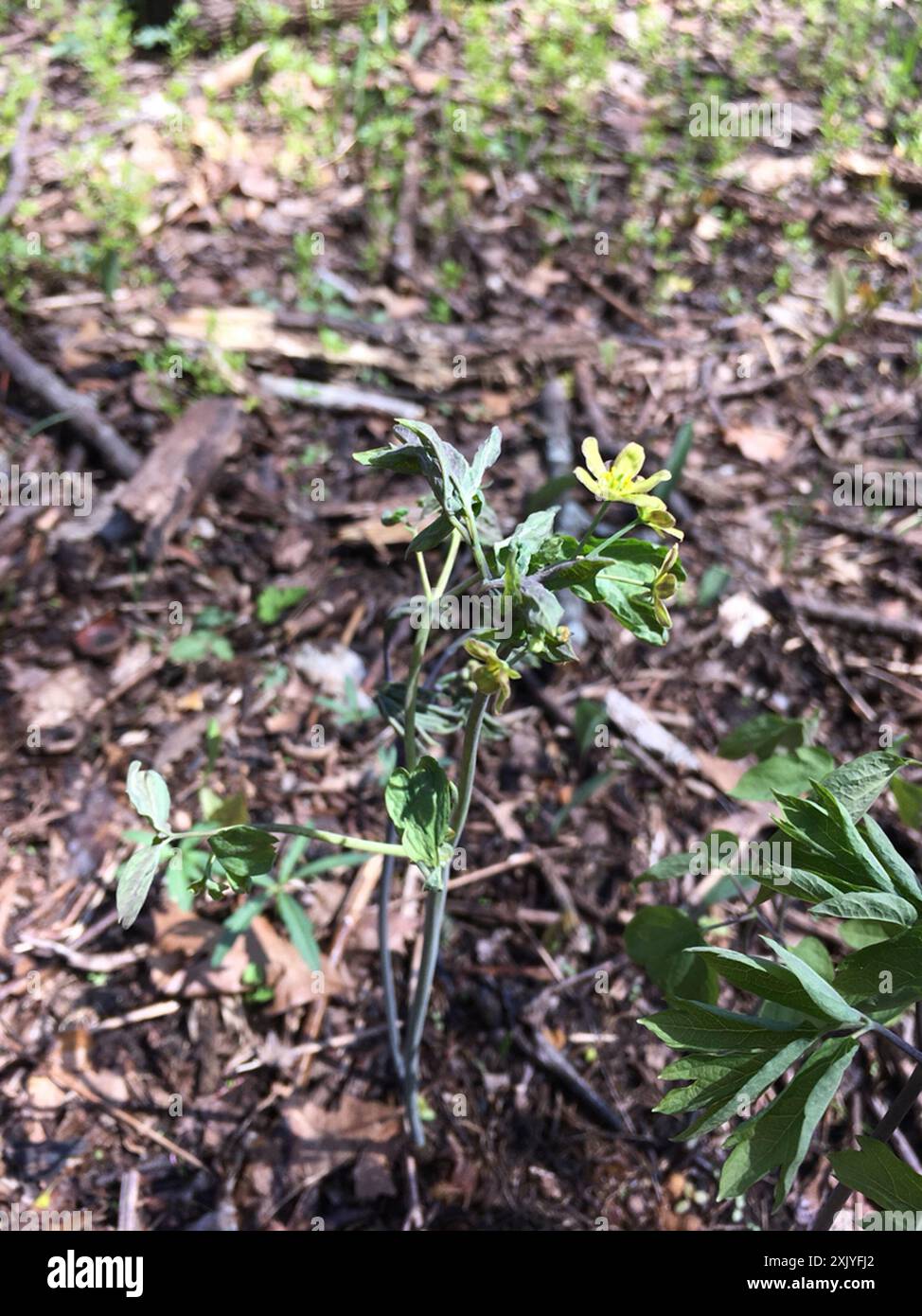 blue cohosh (Caulophyllum thalictroides) Plantae Stock Photo - Alamy