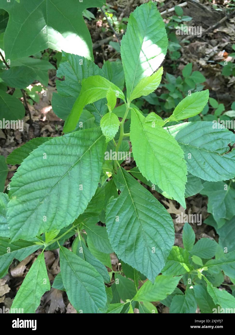 Sweet Pepperbush (Clethra alnifolia) Plantae Stock Photo - Alamy