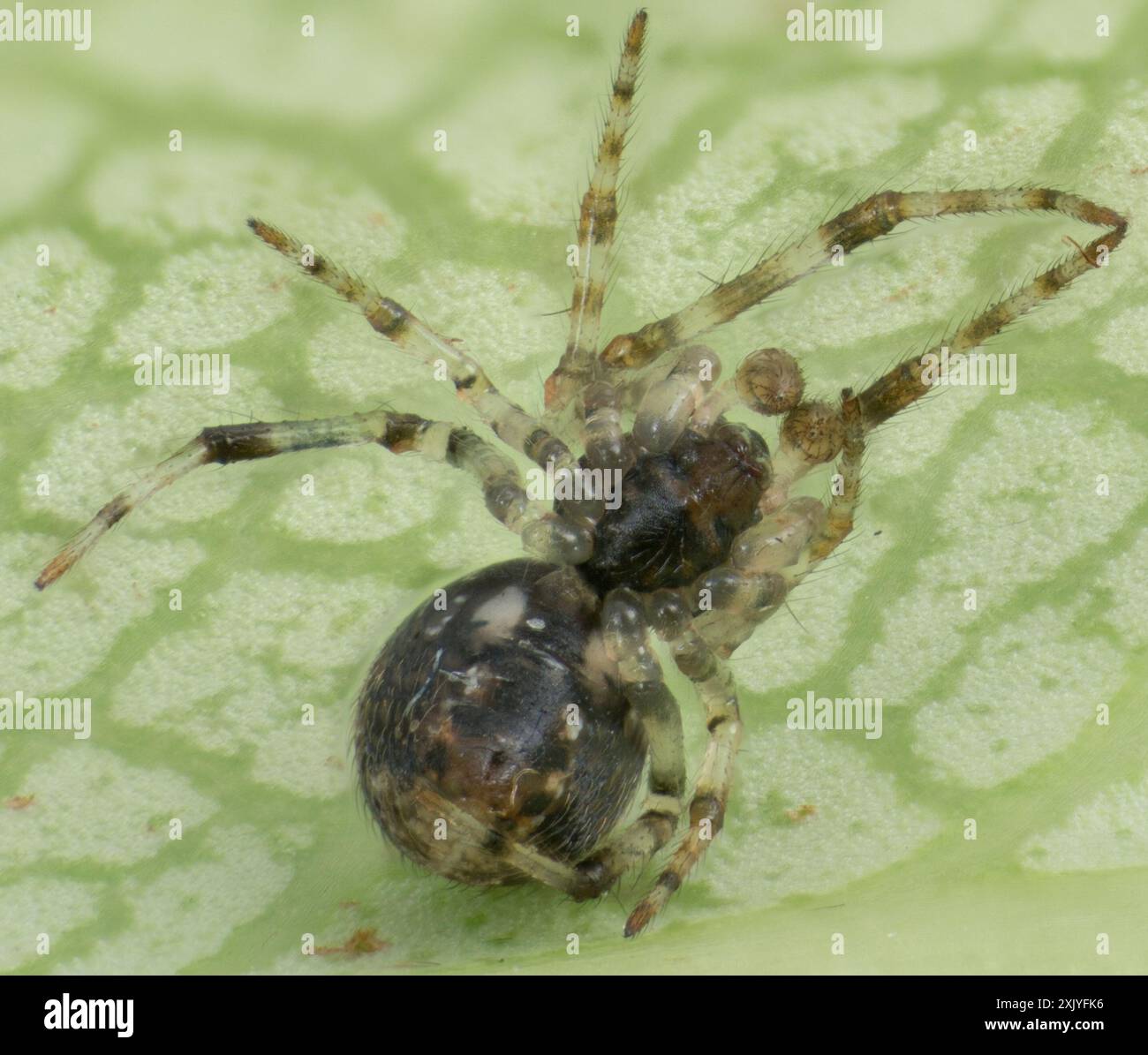 Comb-footed Spiders (Theridiidae) Arachnida Stock Photo - Alamy