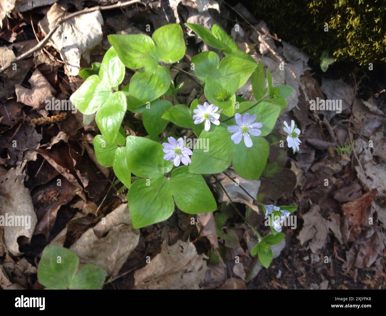 sharp-lobed hepatica (Hepatica acutiloba) Plantae Stock Photo - Alamy