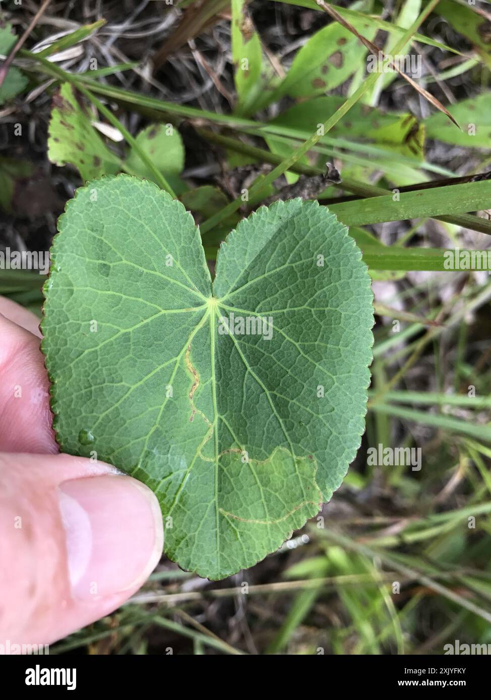 heart-leaf golden Alexanders (Zizia aptera) Plantae Stock Photo - Alamy