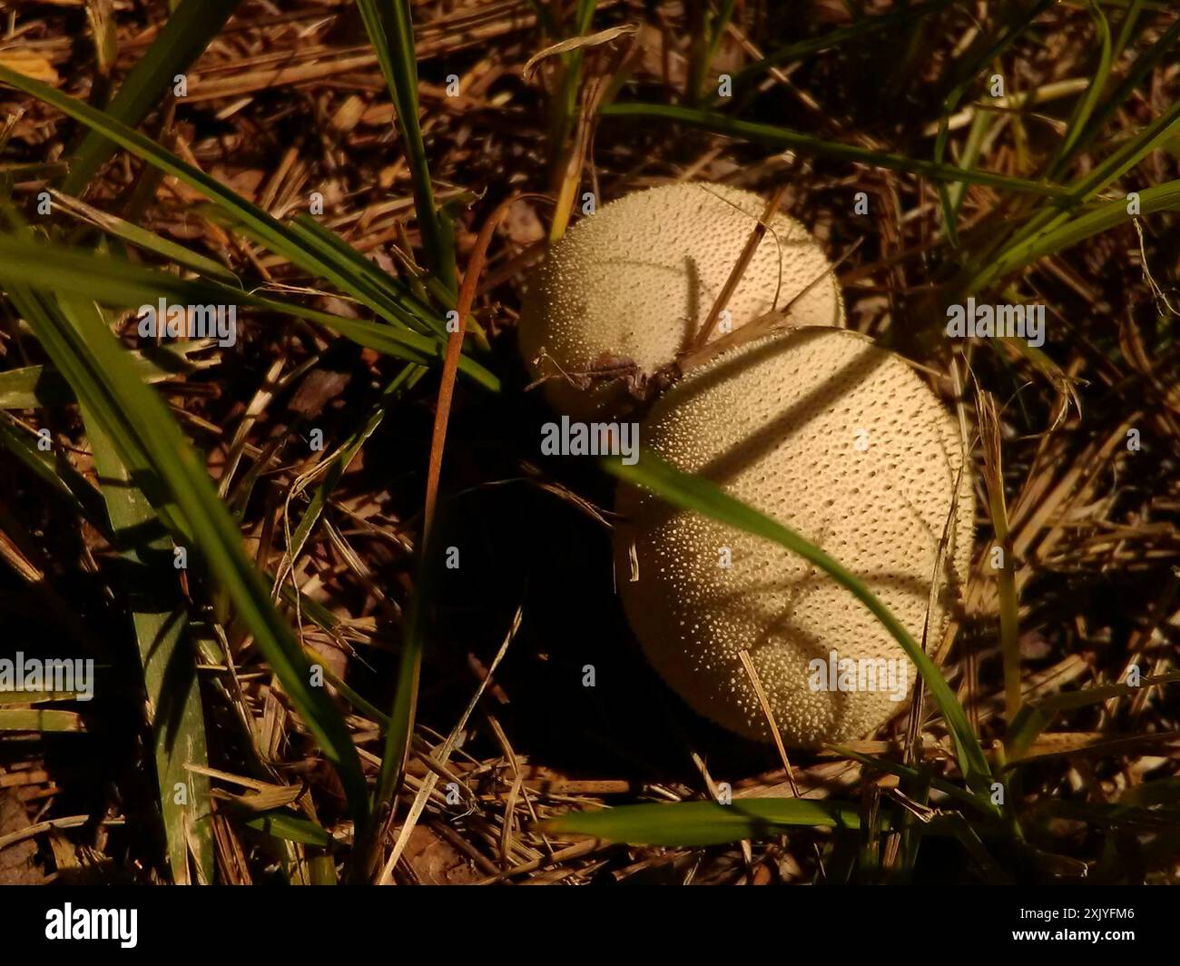 puffballs (Lycoperdaceae) Fungi Stock Photo - Alamy