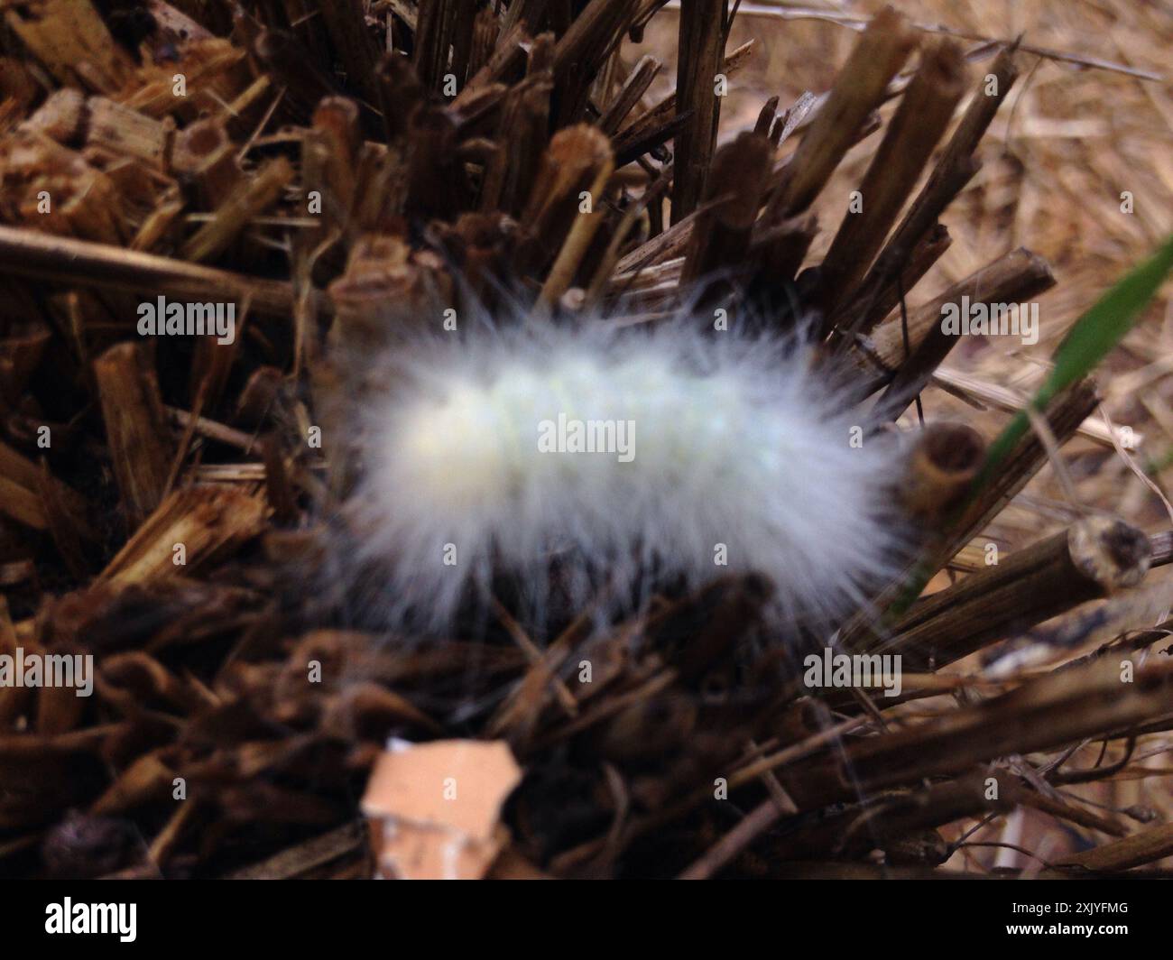 Laugher Moth (Charadra deridens) Insecta Stock Photo - Alamy