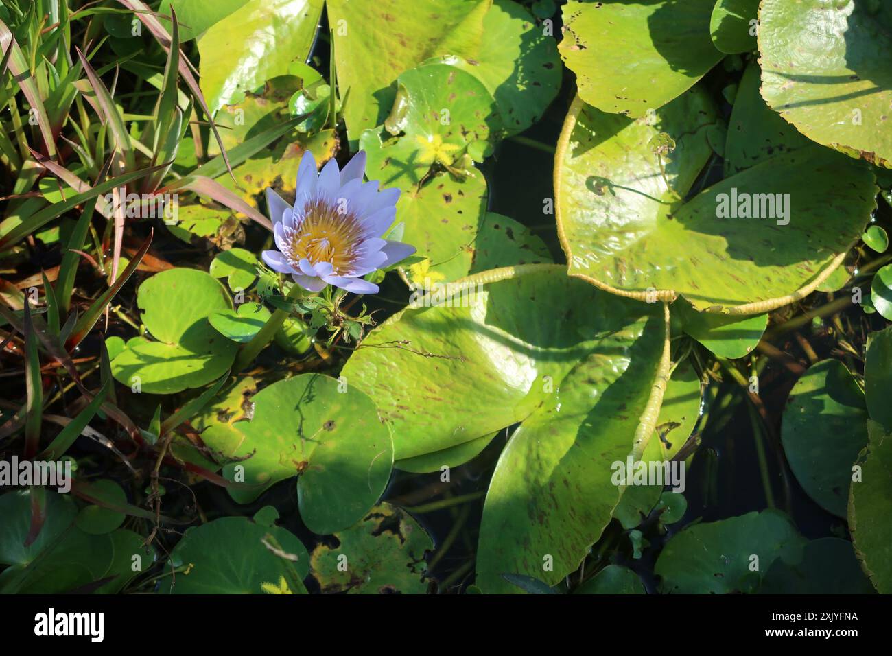 Blue Water Lily (Nymphaea nouchali caerulea) Plantae Stock Photo - Alamy