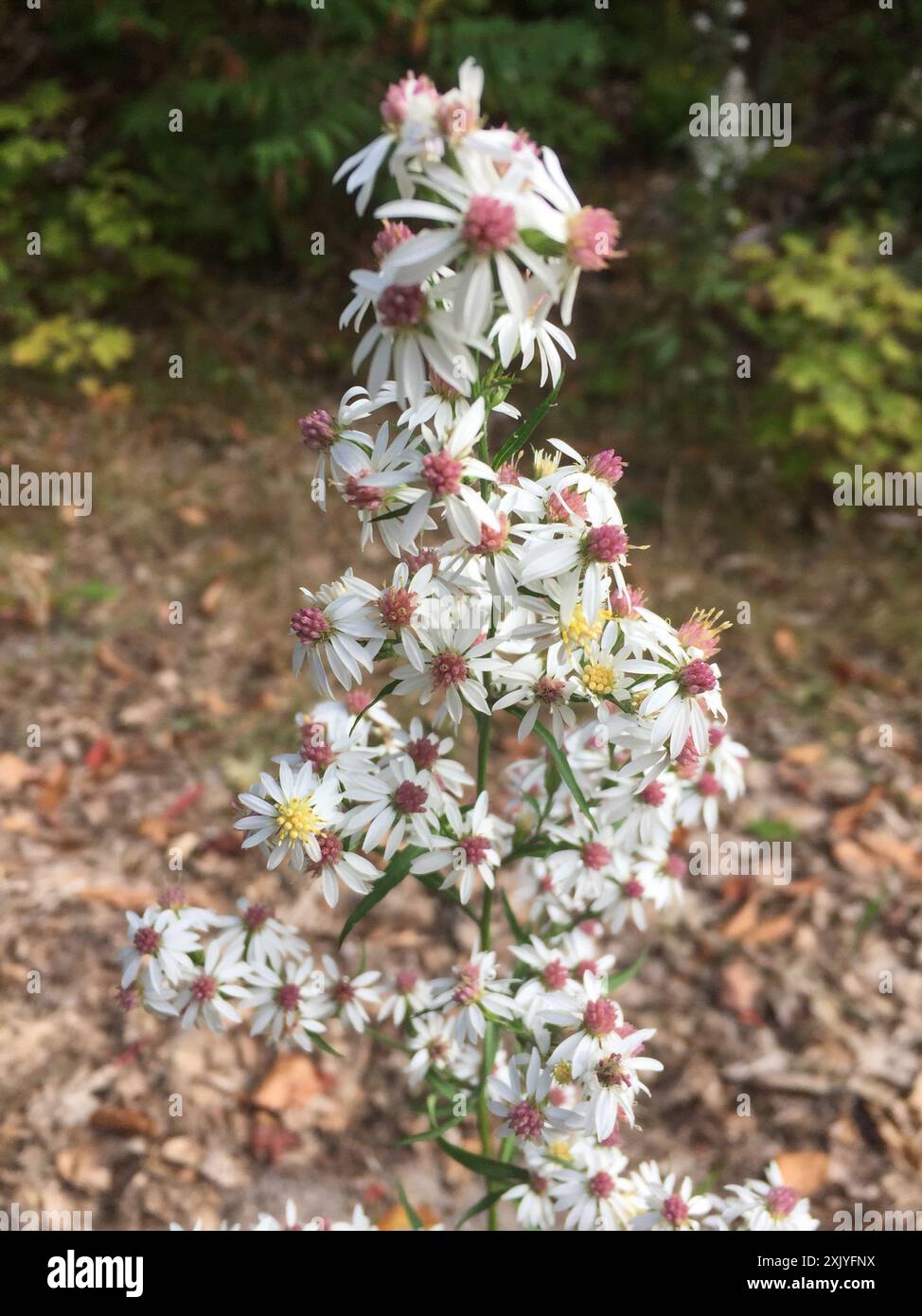 Arrow-leaved Aster (Symphyotrichum urophyllum) Plantae Stock Photo - Alamy