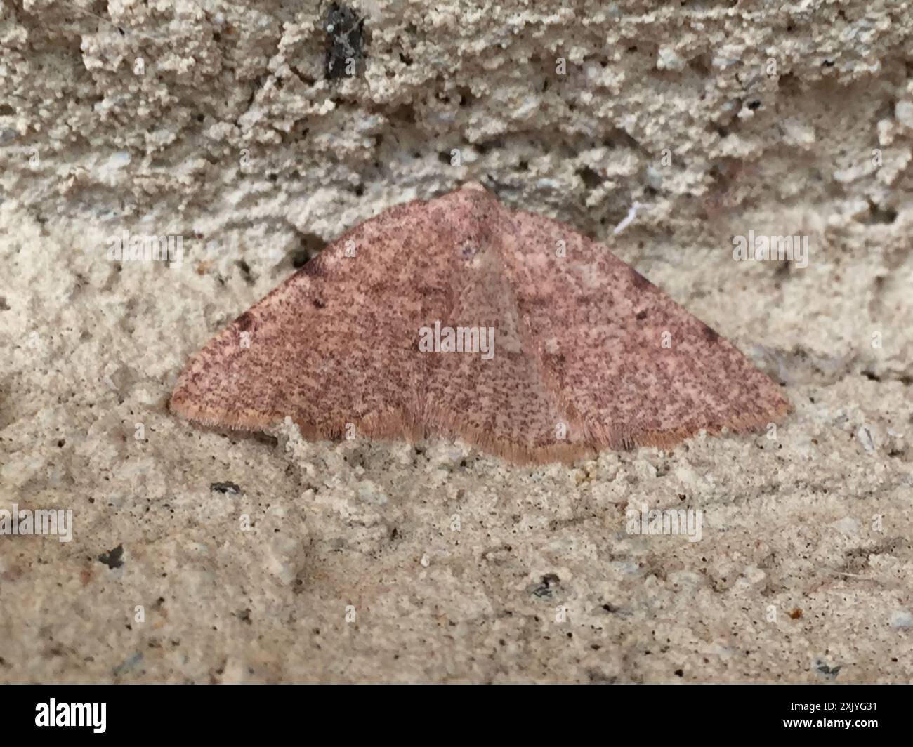 Geometer Moths (Geometridae) Insecta Stock Photo - Alamy